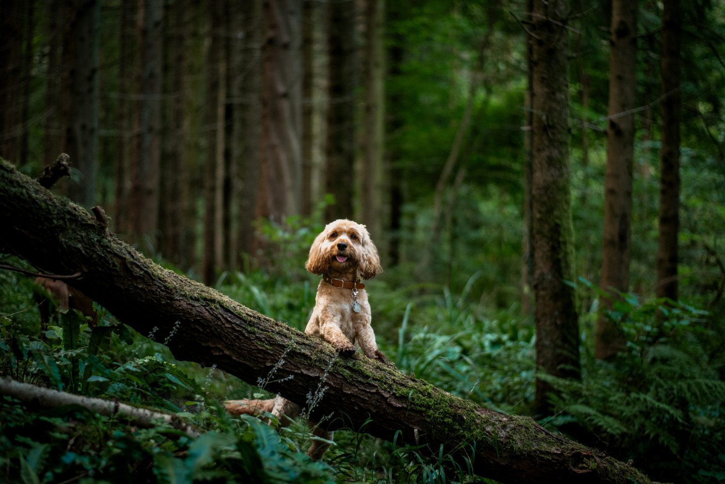 10 of the best dog walks in The Cotswolds - Always Take the Dogs