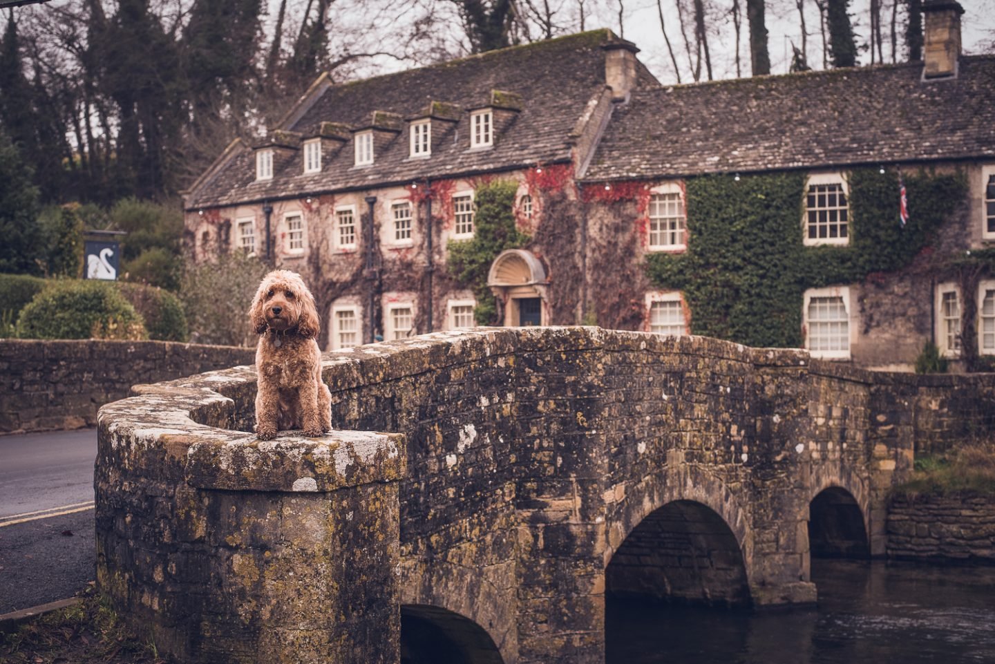 10 of the best dog walks in The Cotswolds - Always Take the Dogs